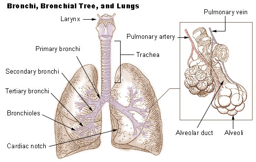 Anatomy for Radiology: Chest – Glass Box Medicine