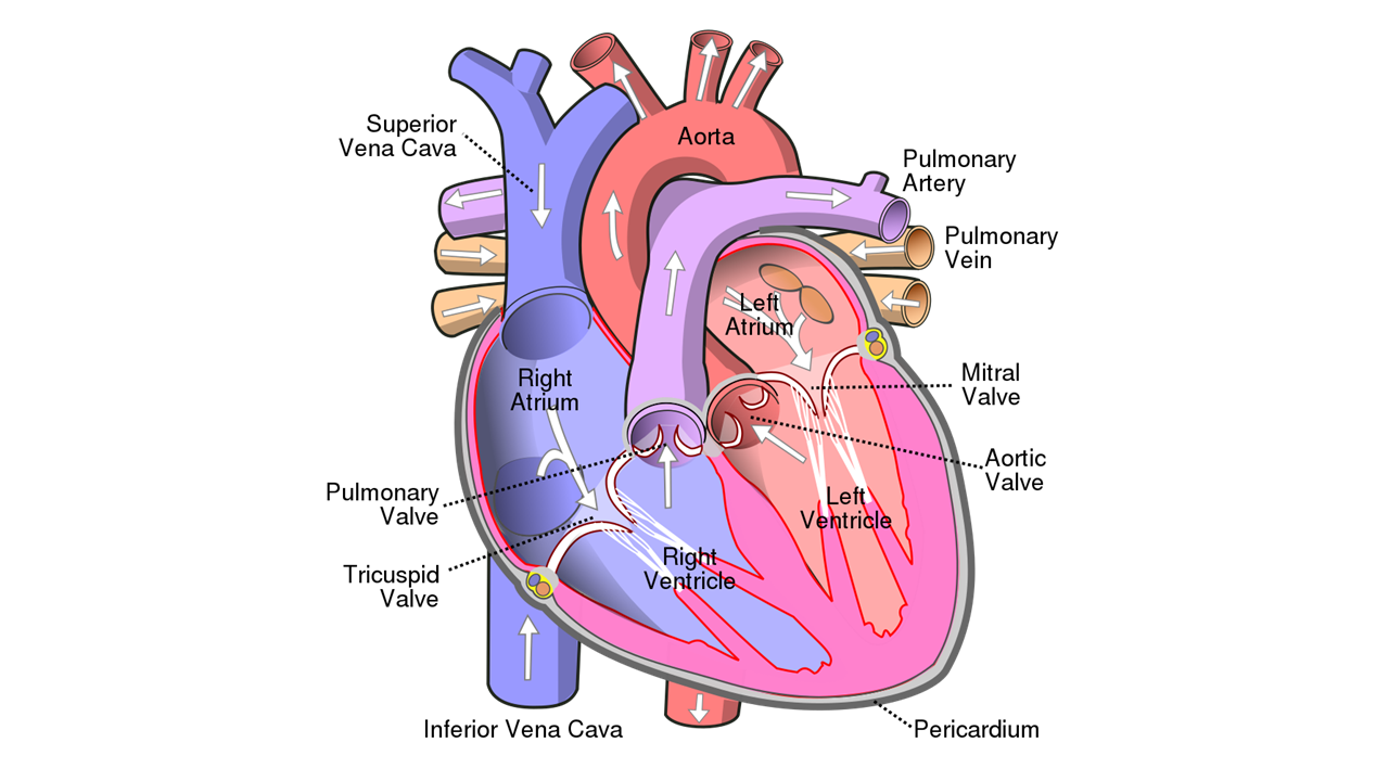 Terminology and Anatomy of the Cardiovascular System – Glass Box Medicine