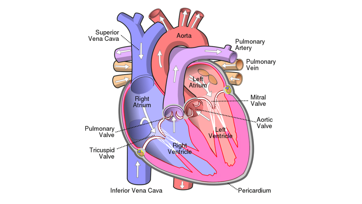 Terminology and Anatomy of the Cardiovascular System – Glass Box