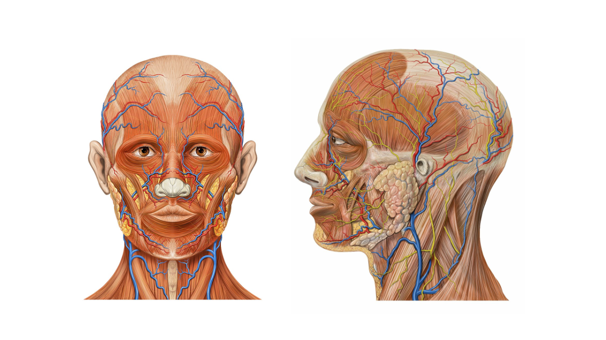 Terminology and Anatomy of the Head, Eyes, Ears, Nose, and Throat ...
