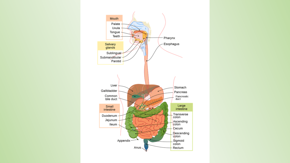 Terminology and Anatomy of the Gastrointestinal System – Glass Box